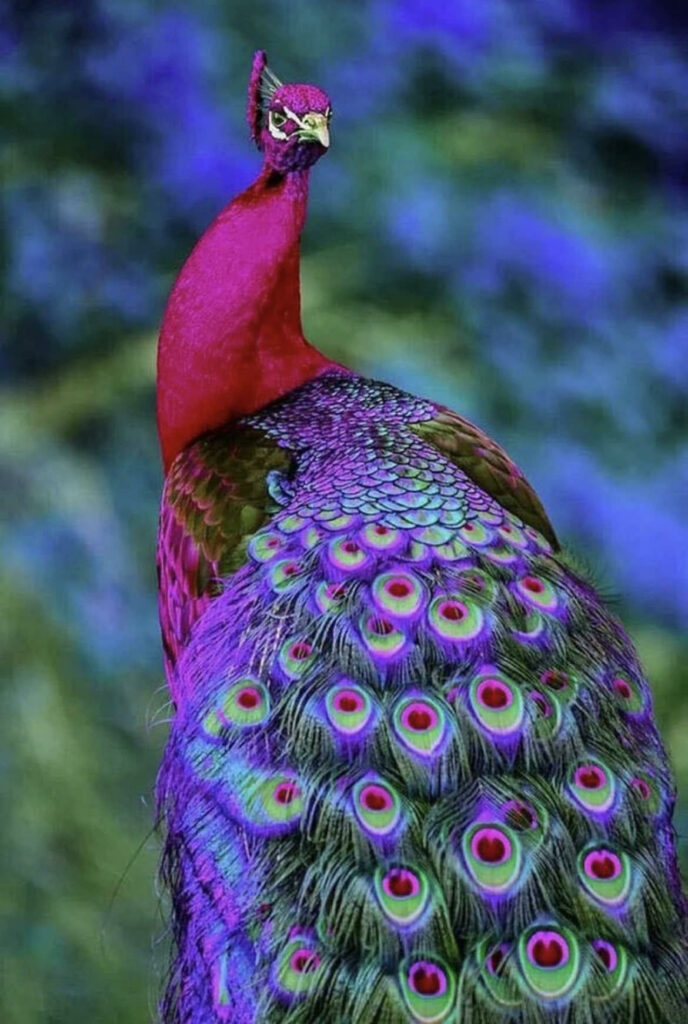 Dr. Arun Gulani: The GOAT of Eye Surgery & Vision Innovation